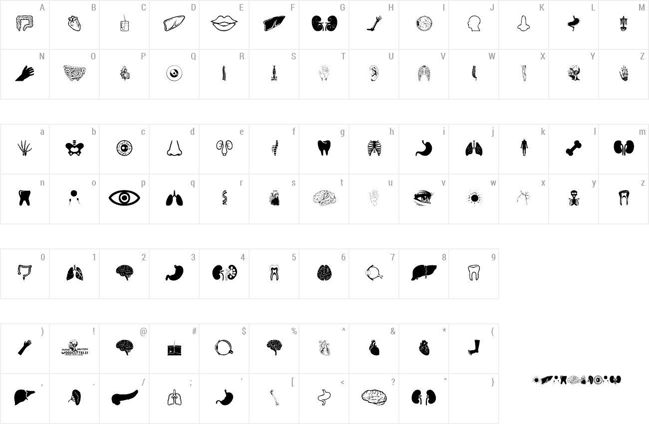 Human Anatomy Font | wfonts.com - download free